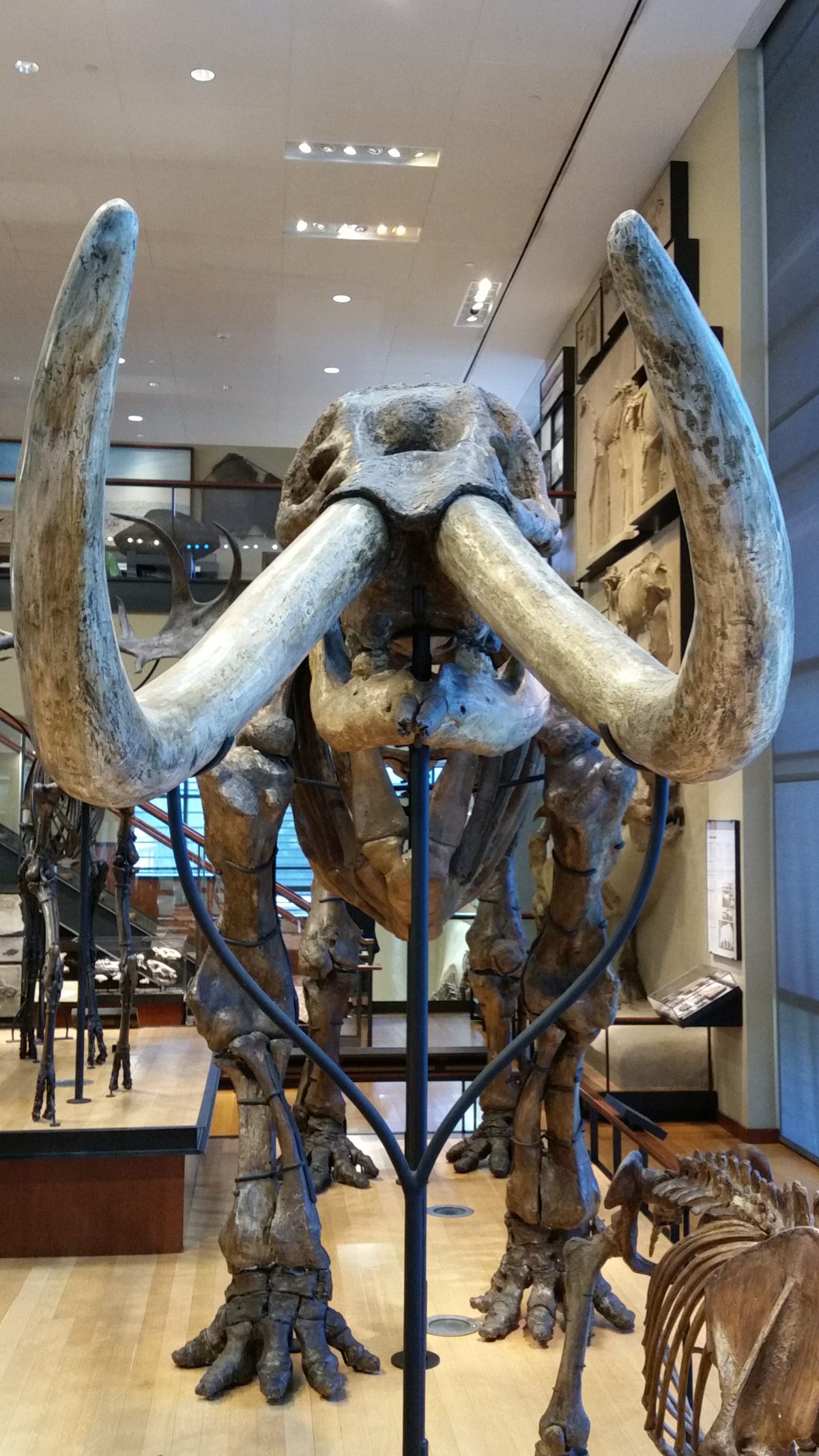 Visiting the Beneski Museum of Natural History at Amherst College ...